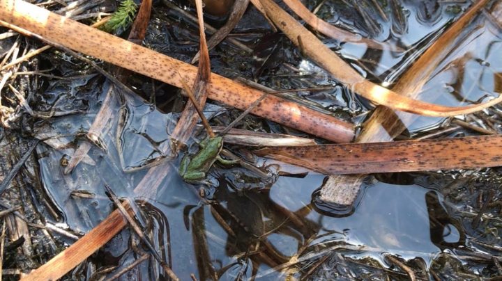 Eight steps to urban amphibian conservation: Framework to translate ...