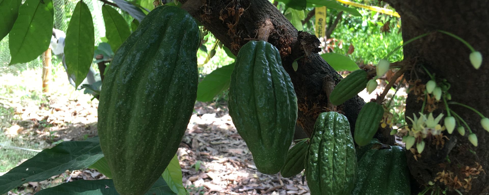 Unravelling the natural pollinating agents of cacao – The Applied Ecologist