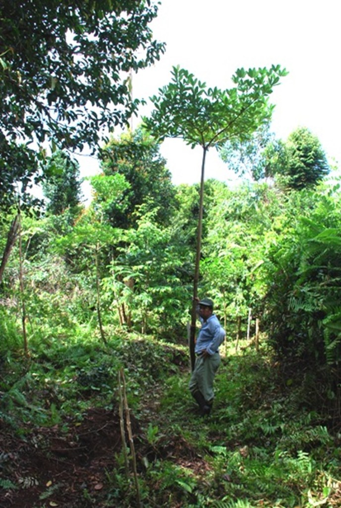 Which tree species survive and grow best when restoring a degraded peat ...