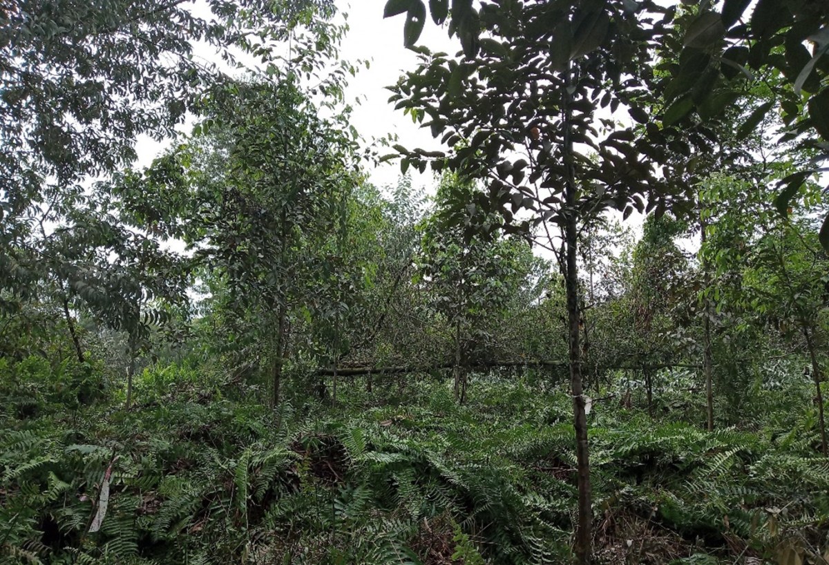 Jenis pohon mana yang bertahan dan tumbuh paling baik saat merestorasi ...