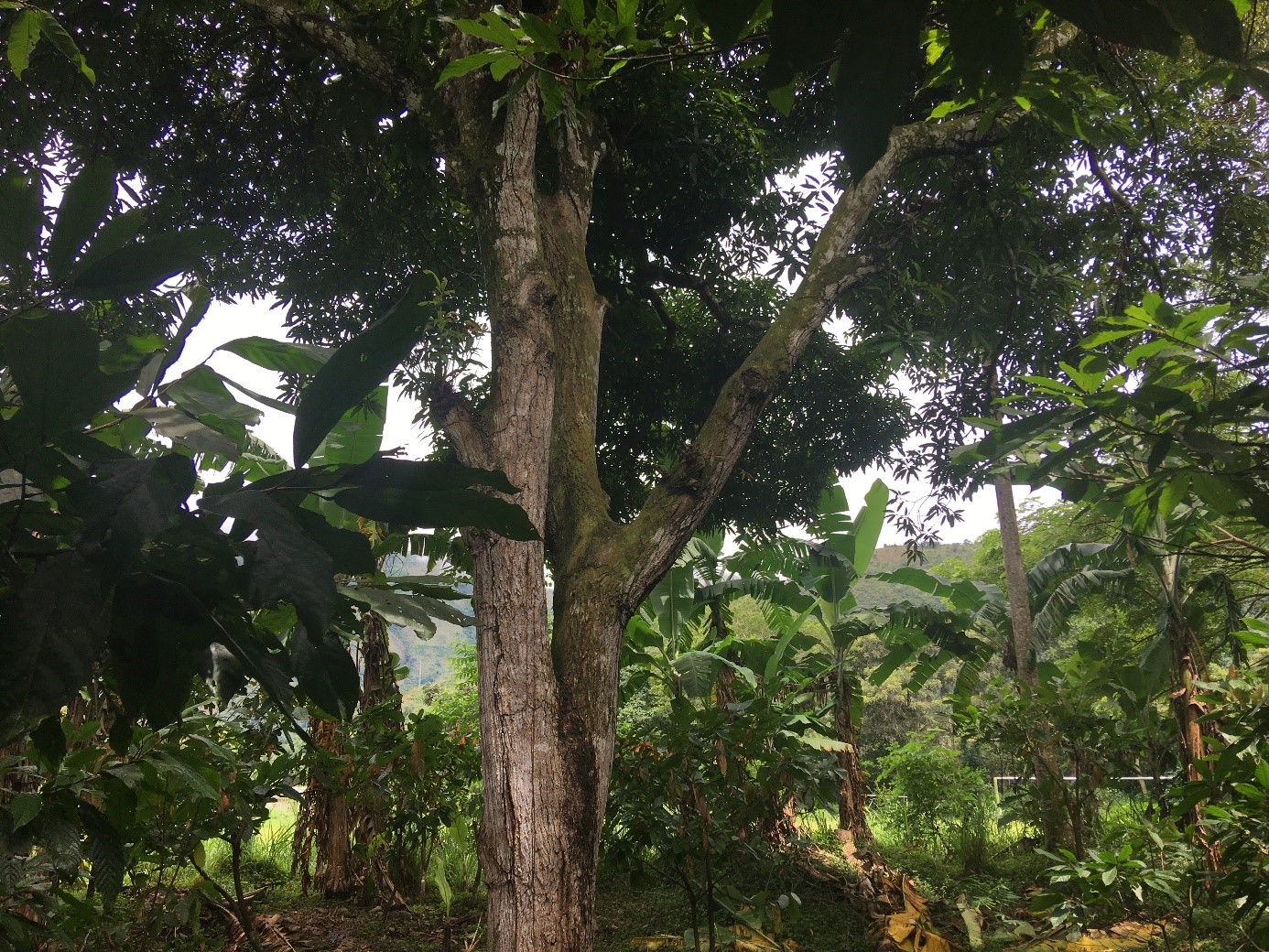 Unravelling the natural pollinating agents of cacao – The Applied Ecologist