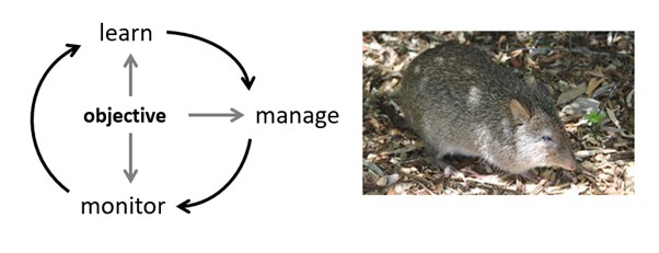 Making optimal adaptive management accessible to everyone – The Applied ...