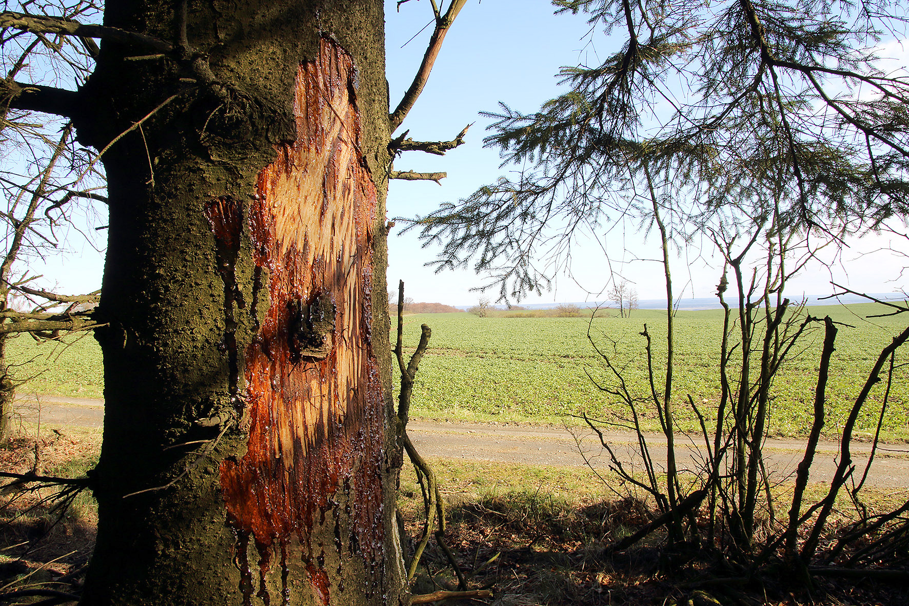 The proximity of rapeseed fields influences levels of forest damage by ...