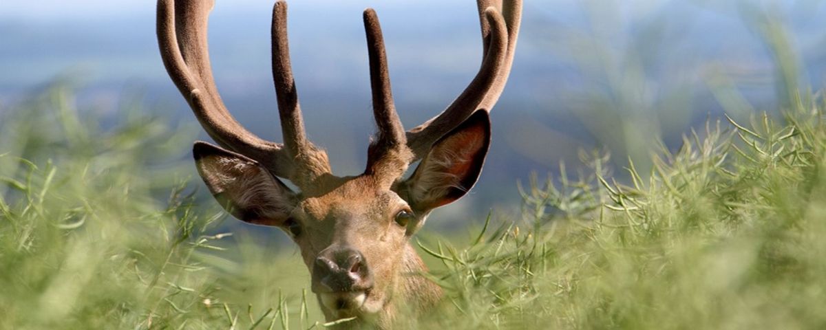 The proximity of rapeseed fields influences levels of forest damage by ...