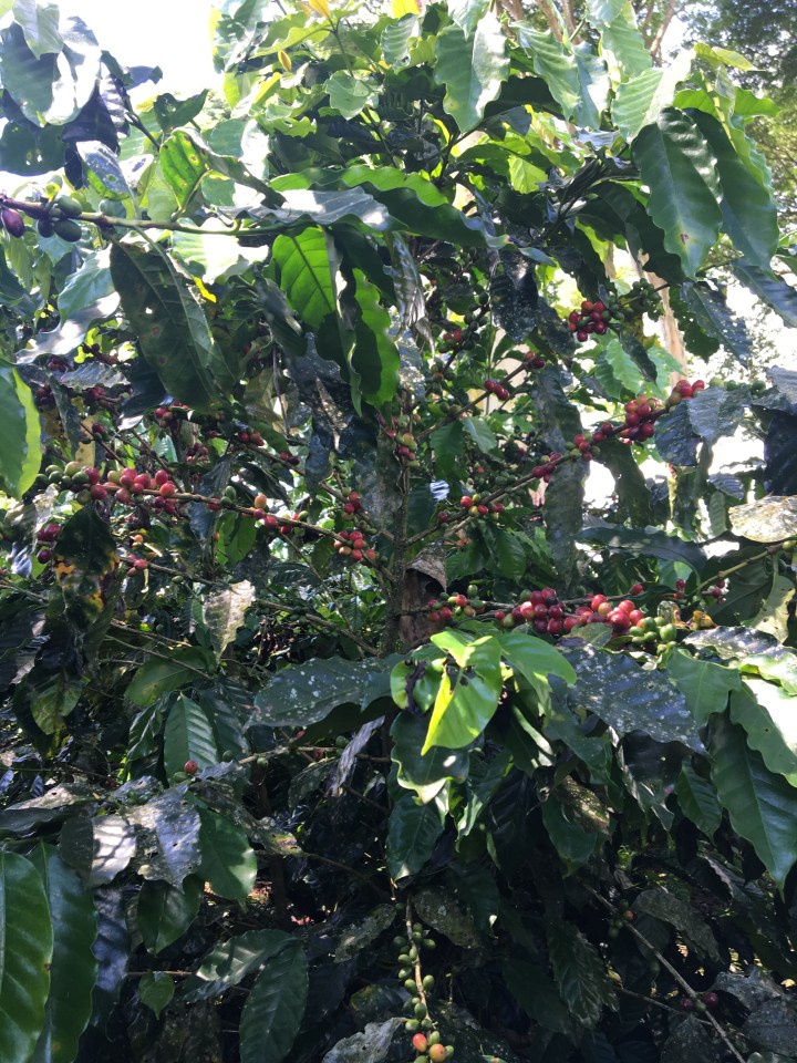 From the ground up: Understanding coffee agroforestry systems – The ...