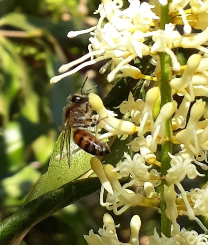Smart orchard design improves crop pollination – The Applied Ecologist