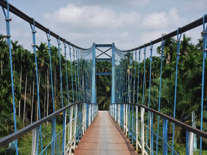 Eleanor Warren-Thomas: Blog re-look: Tropical peatland restoration ...