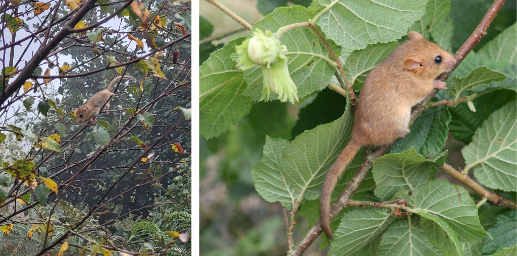 Chronic declines and Red Listing: Are hazel dormice Endangered? – The ...