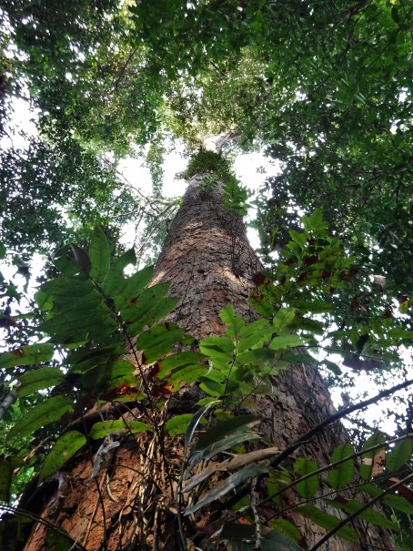 Eleanor Warren-Thomas: Blog re-look: Tropical peatland restoration ...