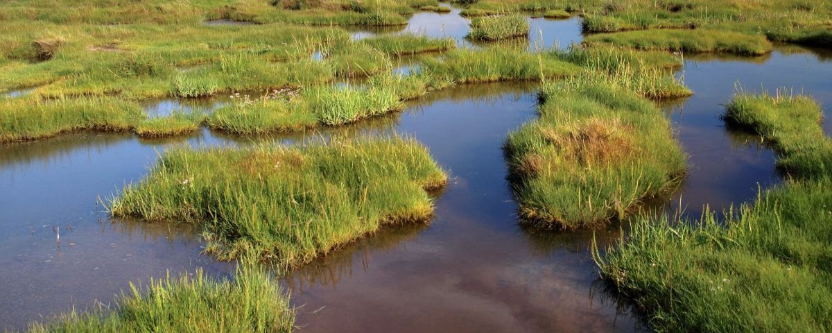 Using salt marshes for coastal protection: effective but hard to get ...