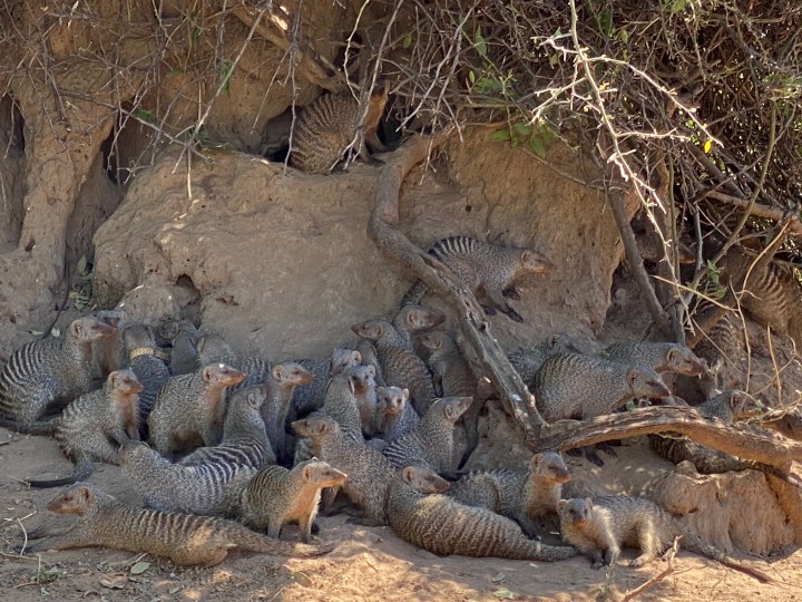 Research stories: Using accelerometers to uncover wildlife behaviour ...