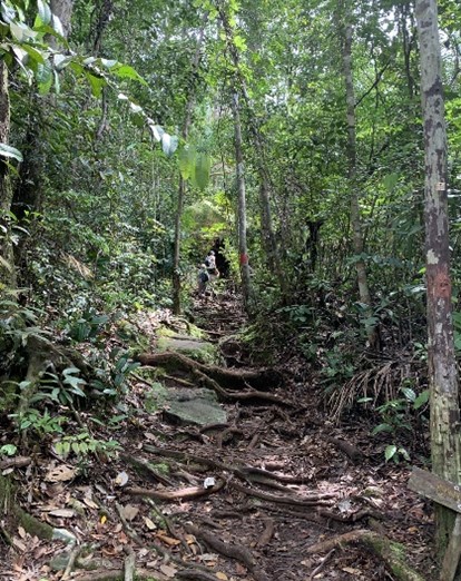 ECR Journeys: Rainforest invertebrates, woody vines and ecosystem ...
