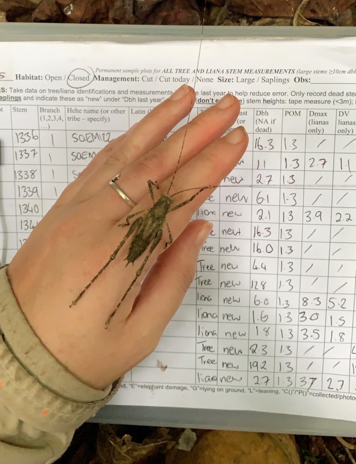 ECR Journeys: Rainforest invertebrates, woody vines and ecosystem ...