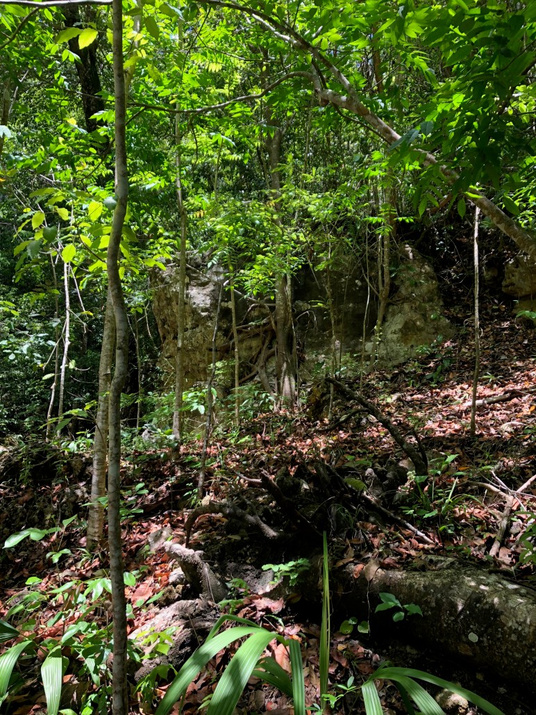 Natural recruitment should be a key goal of tree planting projects ...