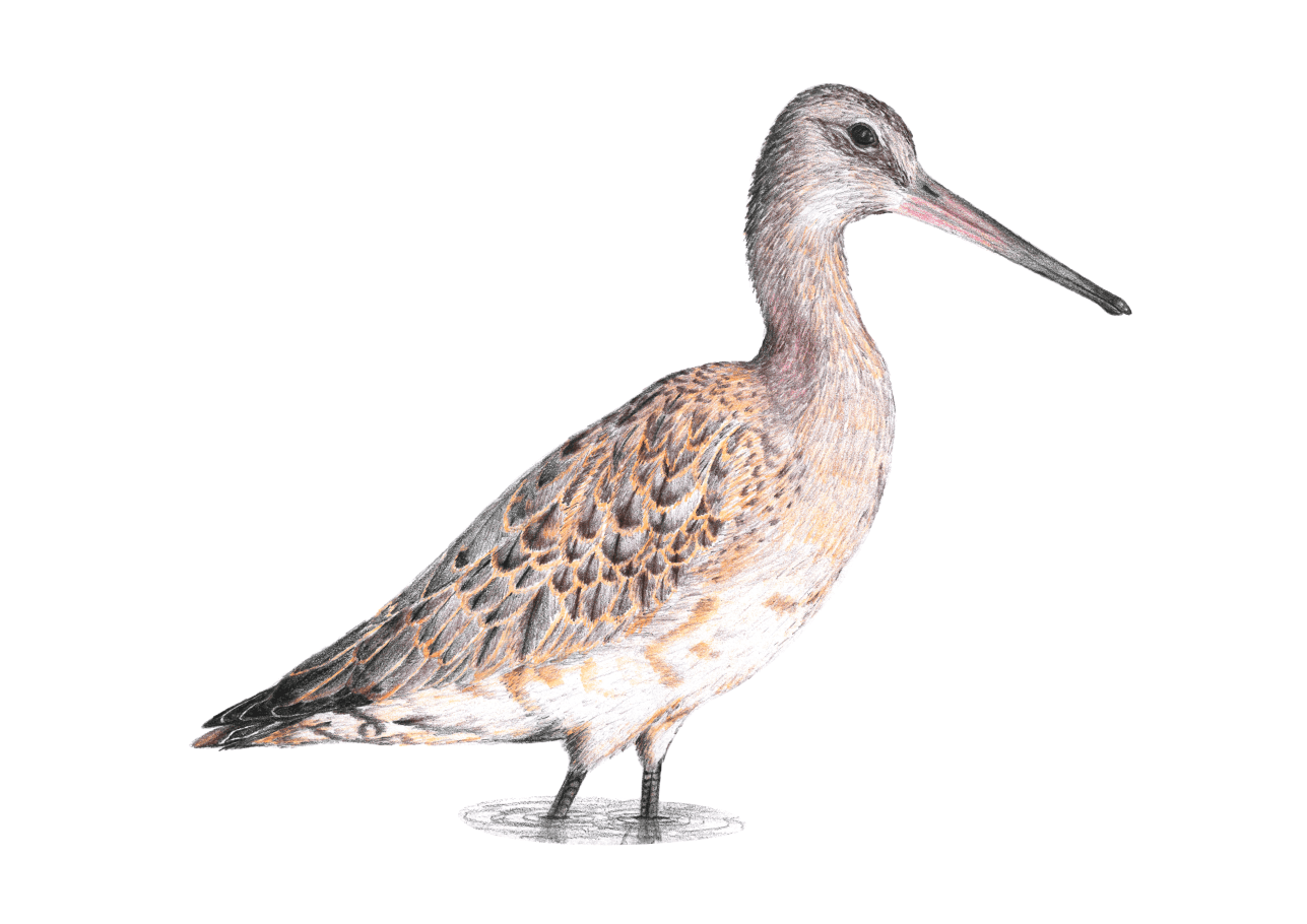 Drone-induced flight initiation distances for shorebirds in mixed ...