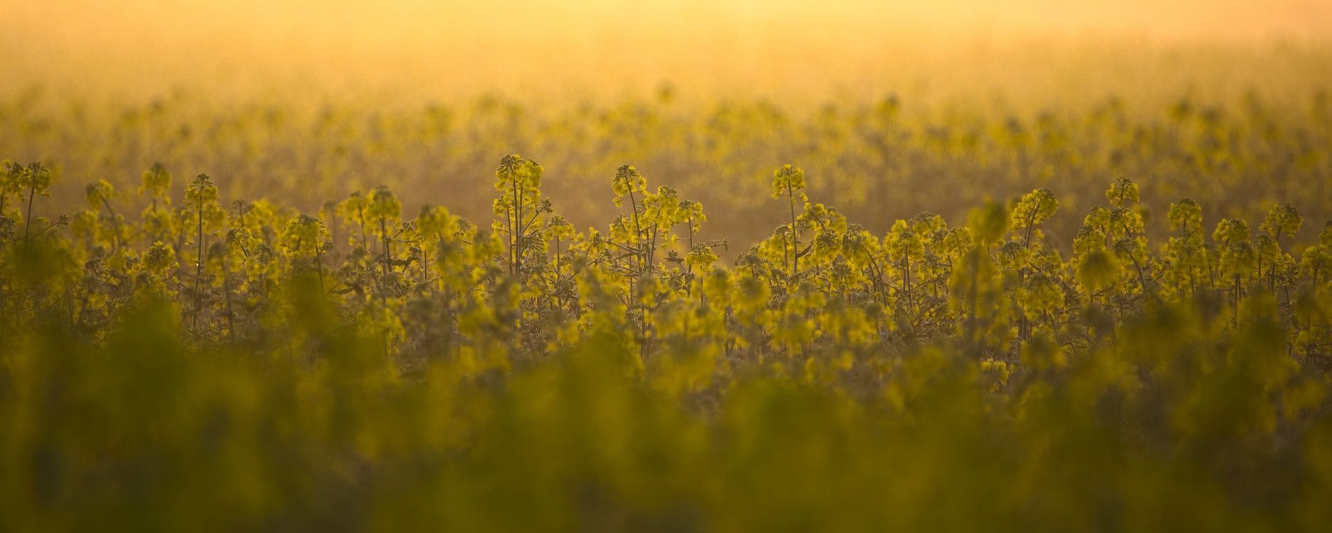 Spatiotemporal isolation of oilseed rape fields reduces insect pest ...