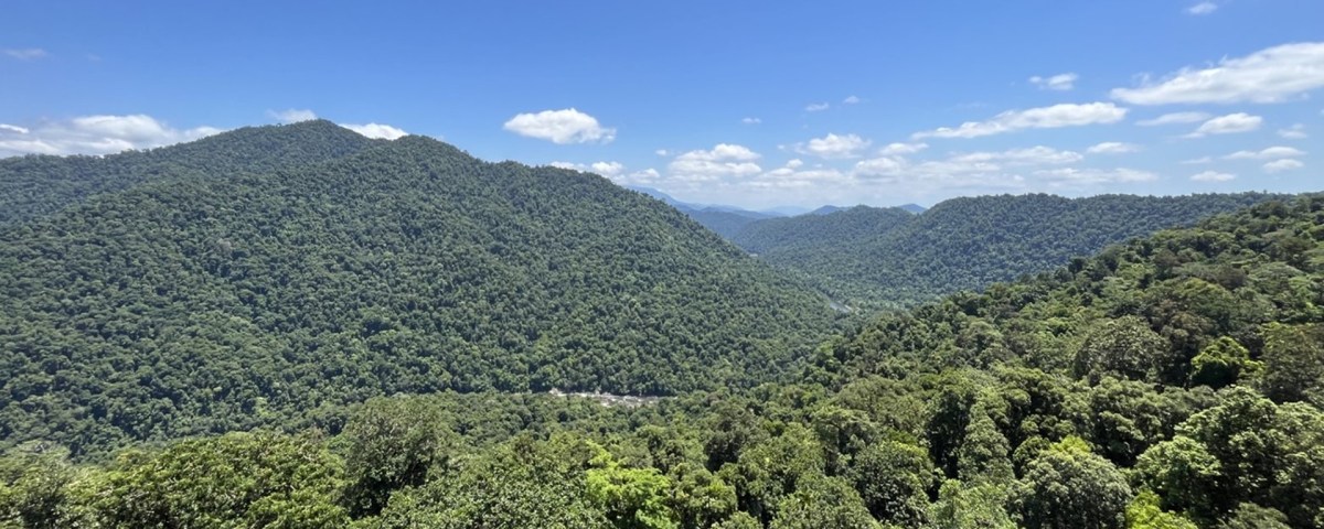 ECR Journeys: Rainforest invertebrates, woody vines and ecosystem ...