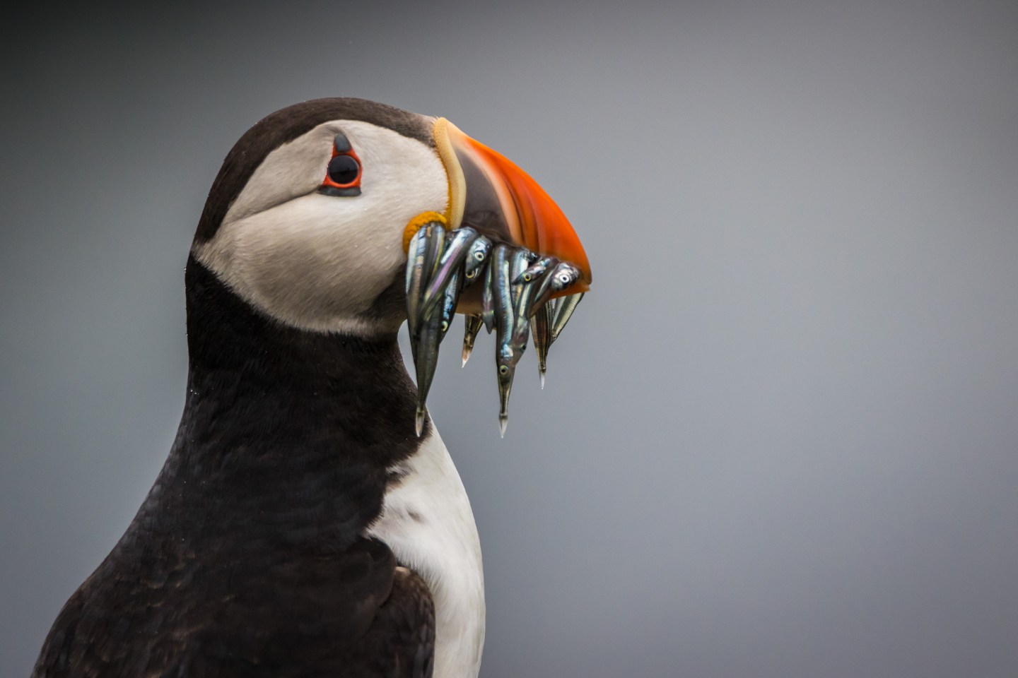 Rewilding the sea – The Applied Ecologist