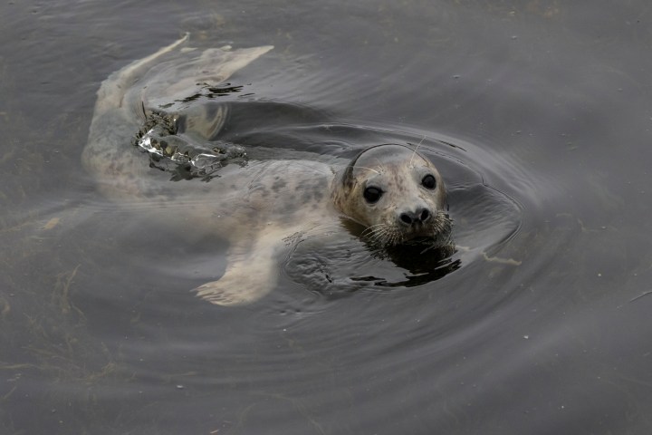 Rewilding the sea – The Applied Ecologist