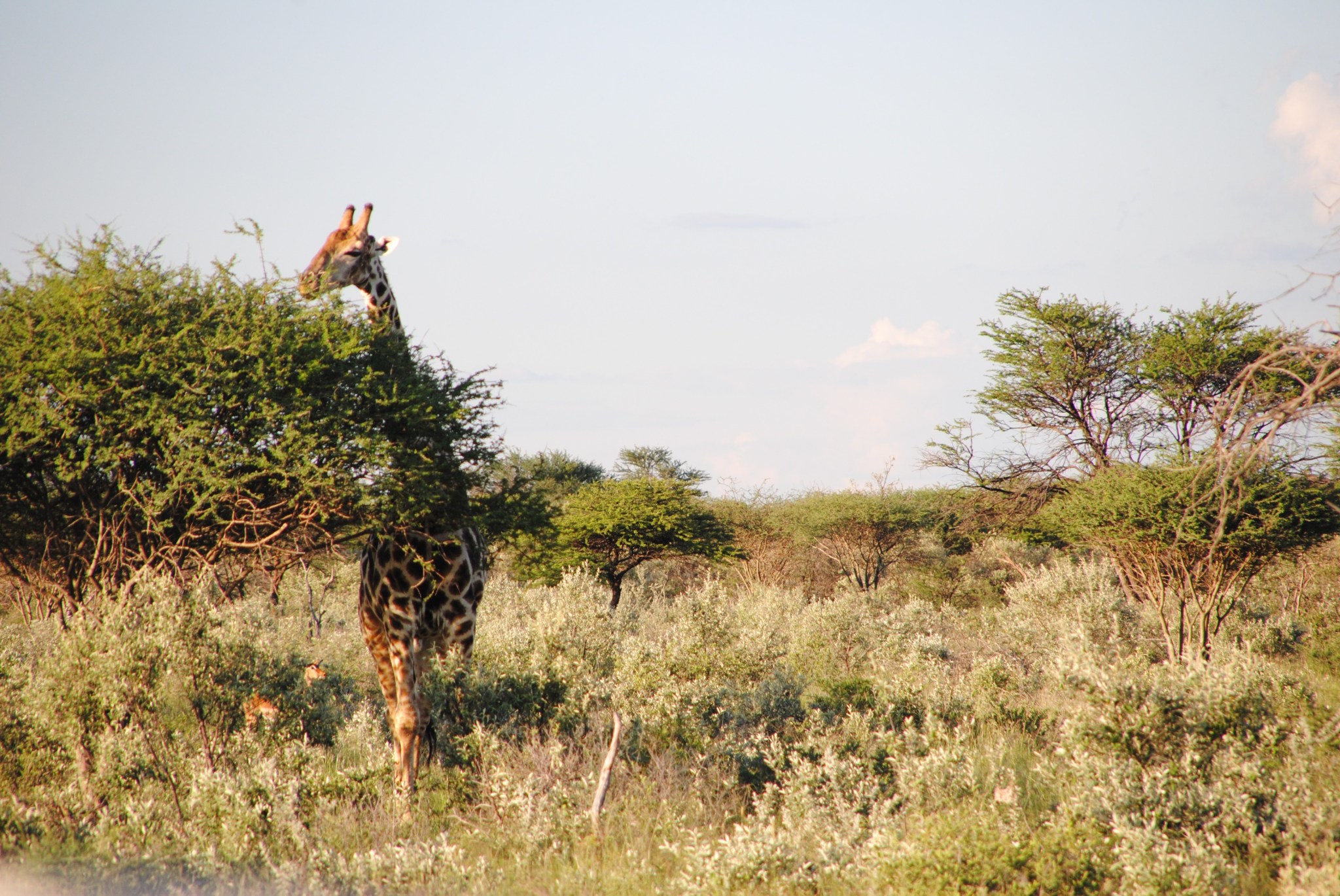 Climate challenges in savannas: How herbivore communities chart the ...