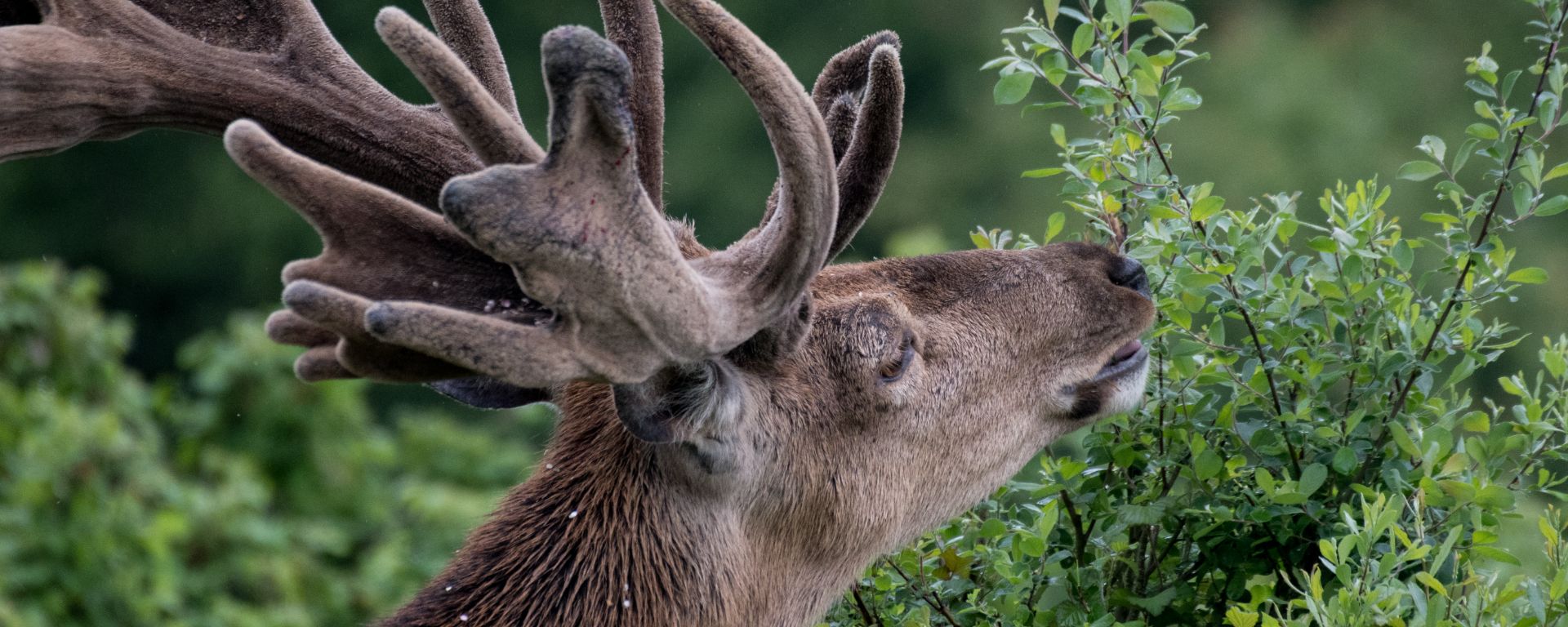 Rewilding boosts Carbon Storage: How trees channel more Carbon into ...