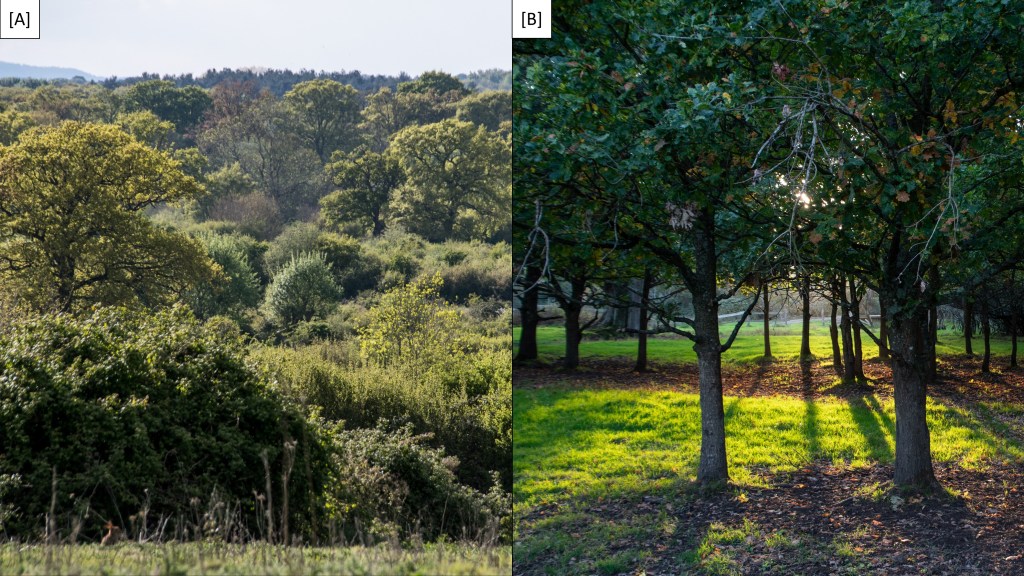 Rewilding boosts Carbon Storage: How trees channel more Carbon into ...