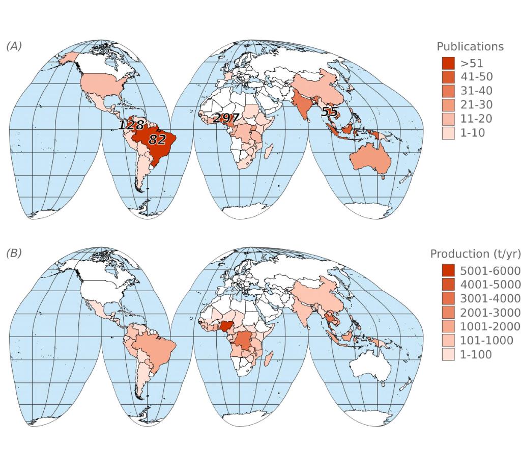 Research into cassava: A promising crop under climate change – The ...