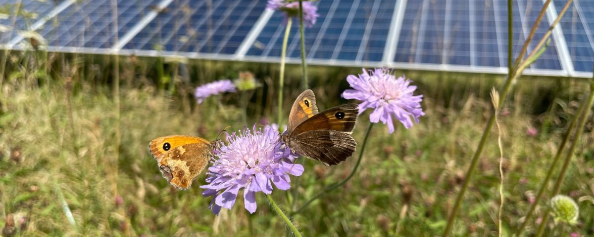 Local and landscape scale factors influence pollinators at solar parks ...