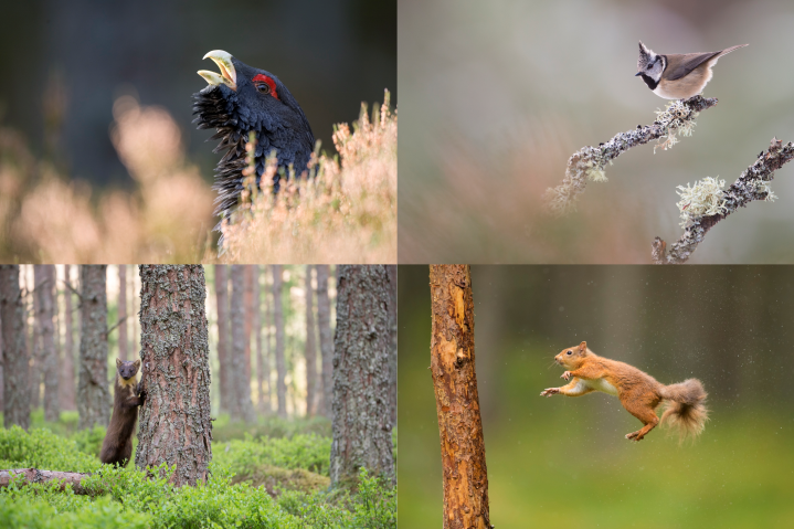 Restoring Landscapes: Cairngorms Connect – a wild landscape in the ...