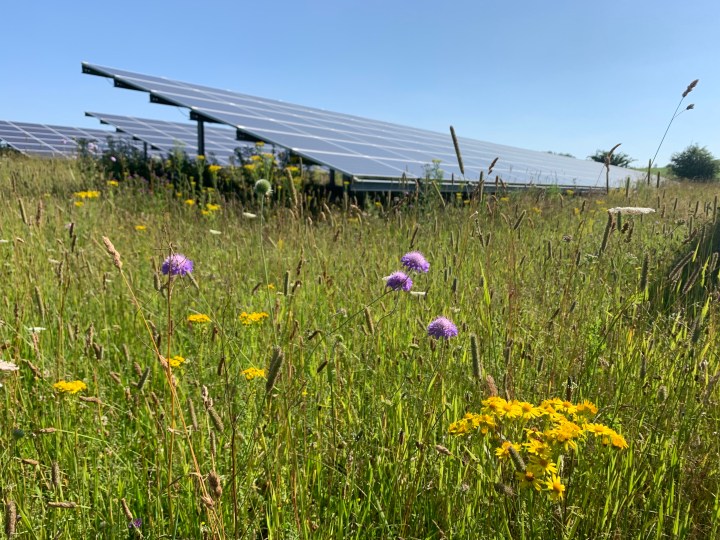 Local and landscape scale factors influence pollinators at solar parks ...
