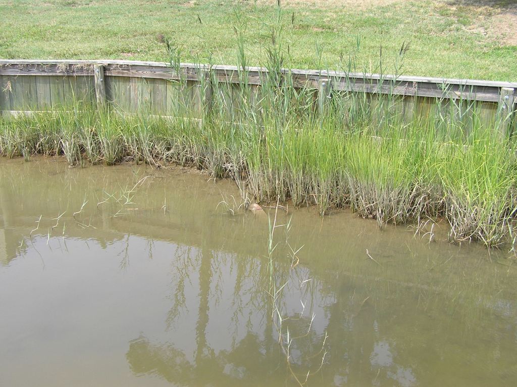 Conservation of future marshland – The Applied Ecologist