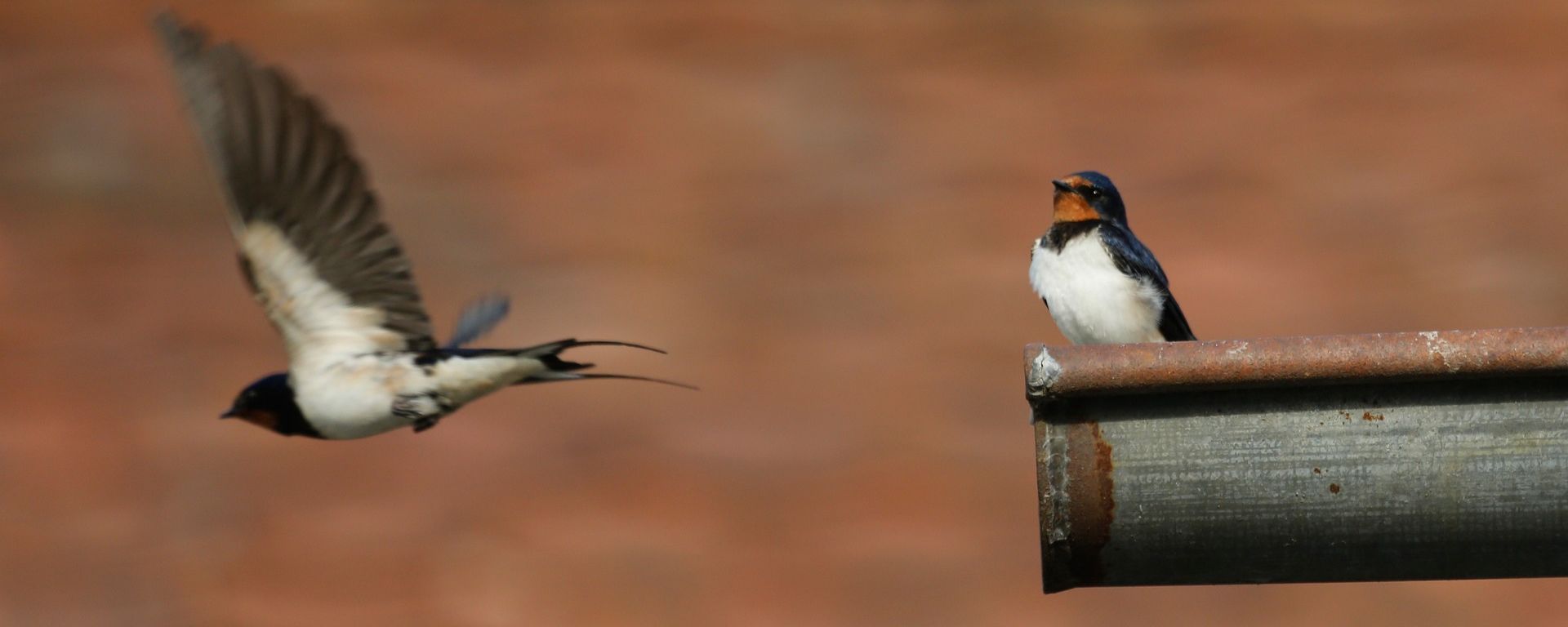 The landscape of fear in cattle farms? How the presence of barn swallow influences the activity ...