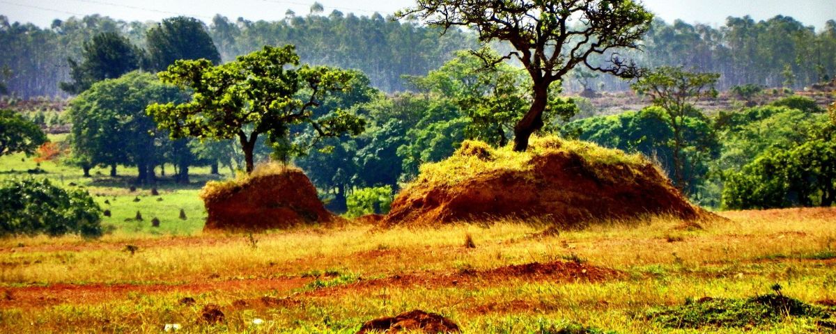 Natashi Pilon: Challenges and directions for open ecosystems ...