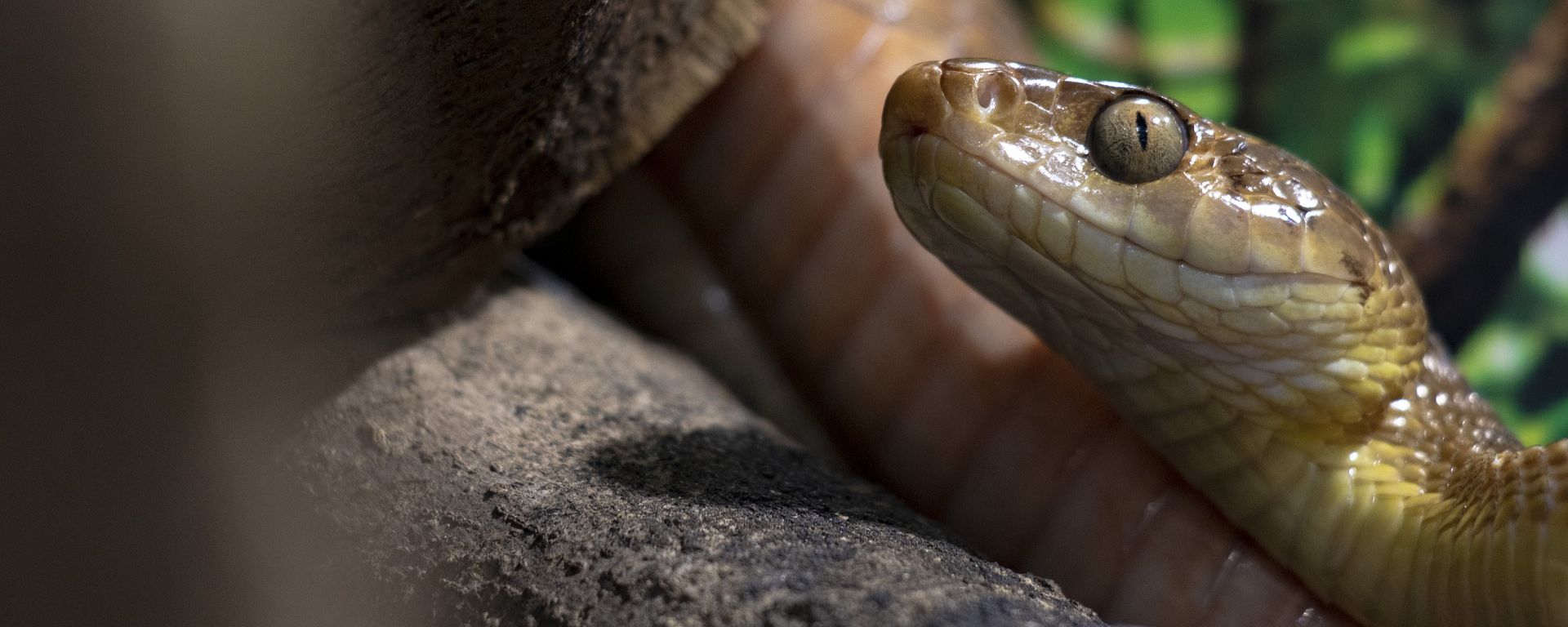 Adaptive Resource Management: Achieving functional eradication of ...