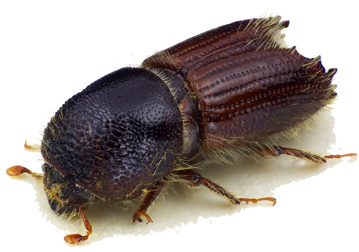 Bark beetles in boreal forests: Calm before the storm? – The Applied ...