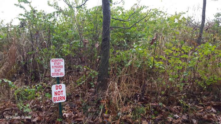 Controlling an invasive shrub across the year with basal bark herbicide ...