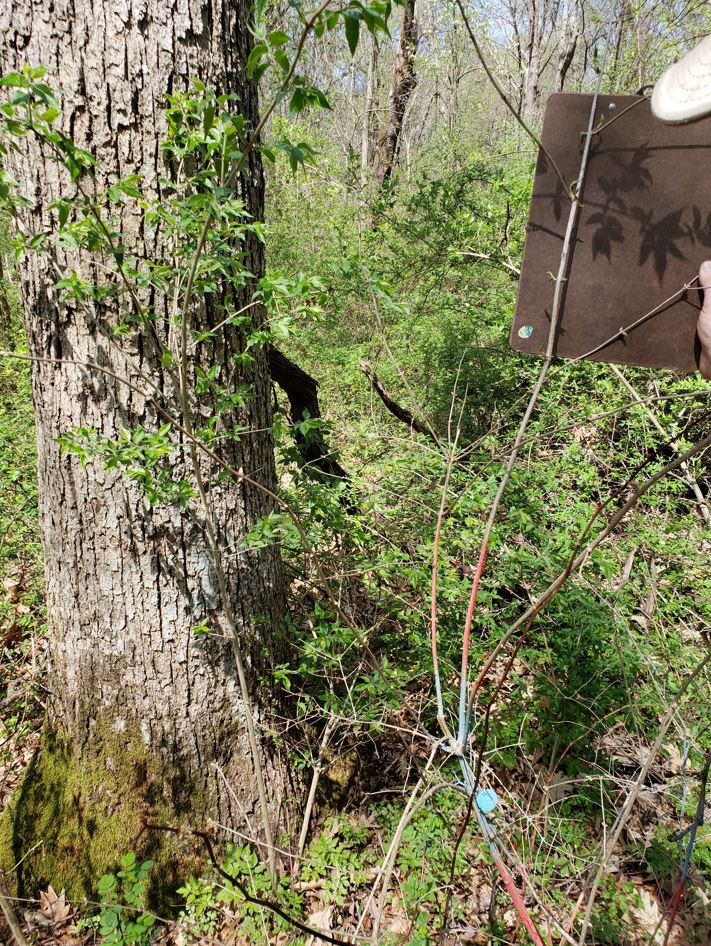Controlling an invasive shrub across the year with basal bark herbicide ...