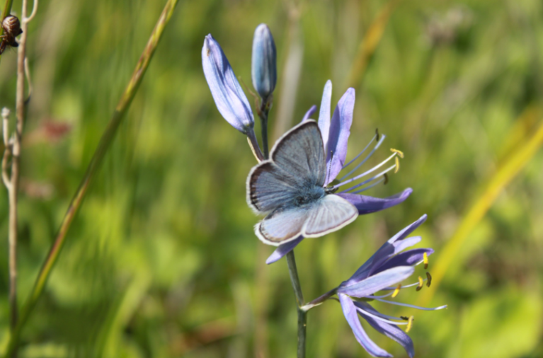 Using management interventions to help at-risk butterflies in a ...