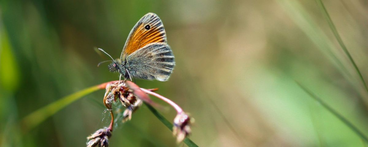 Using management interventions to help at-risk butterflies in a ...