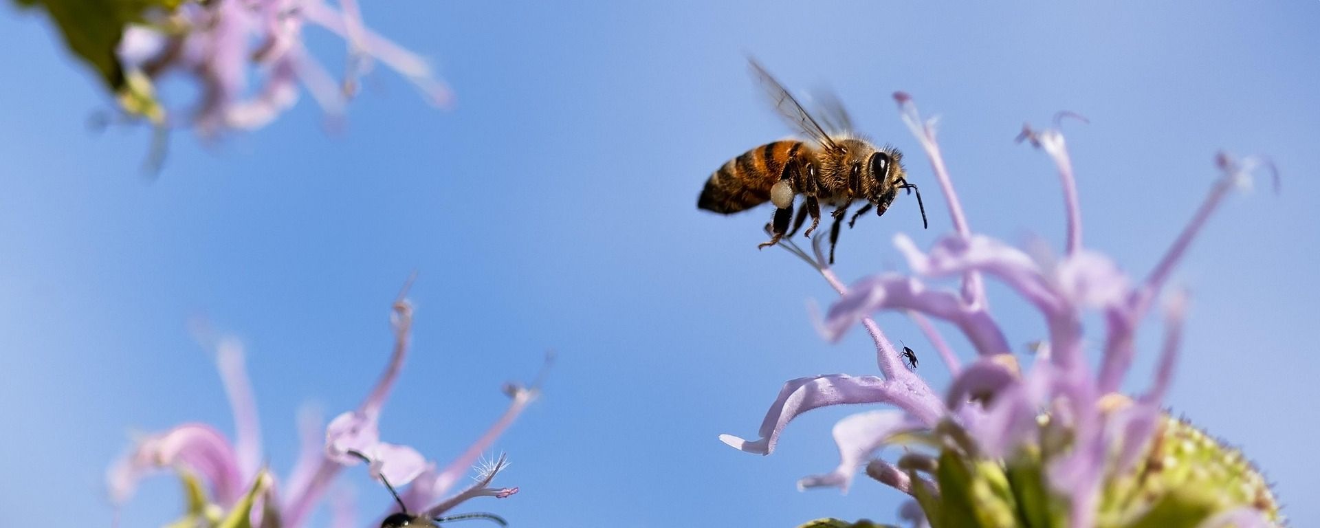 Honeybees interfere with wild bees in apple pollination in China – The ...