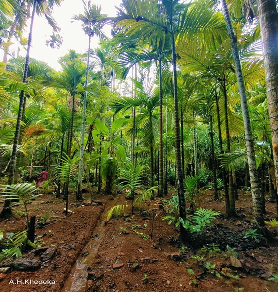 Field Diaries: A regenerative agriculture model rooted in Goan ...