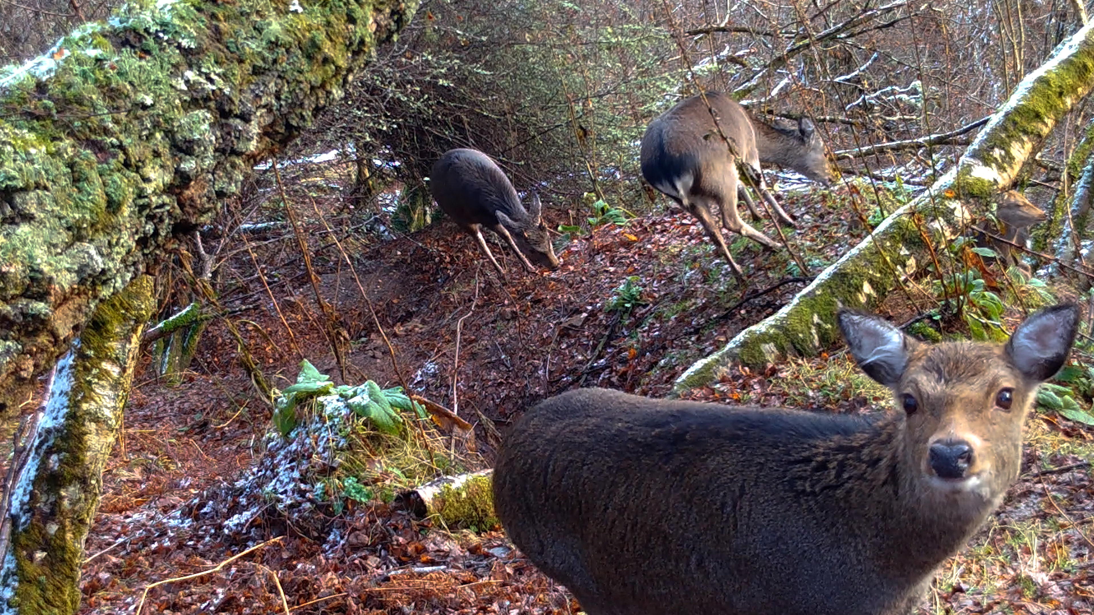 Sika deer – The Applied Ecologist
