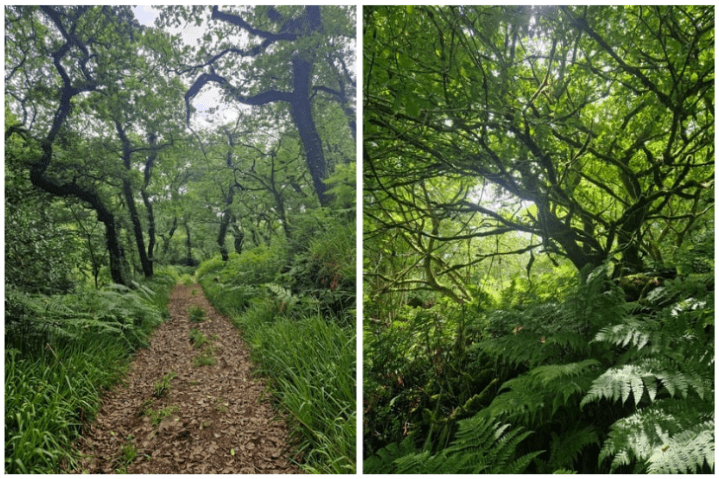 Where Could Ireland and Britain’s Temperate Rainforest Actually Go ...